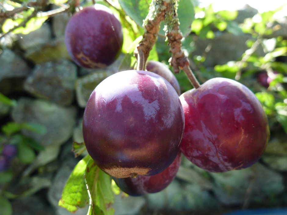 Bardsey Island Apple and Plum Chutney plus the Tale of Johnny Appleseed ...